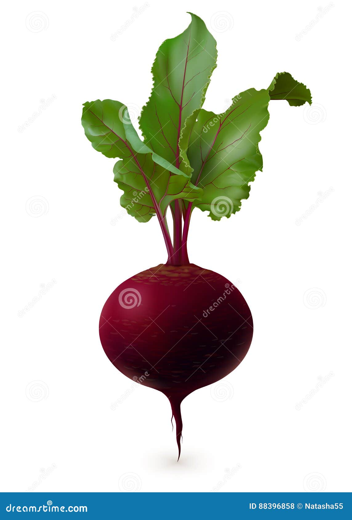 Vertical Single Beet Root with Leaves & X28;mangold& X29; on White ...