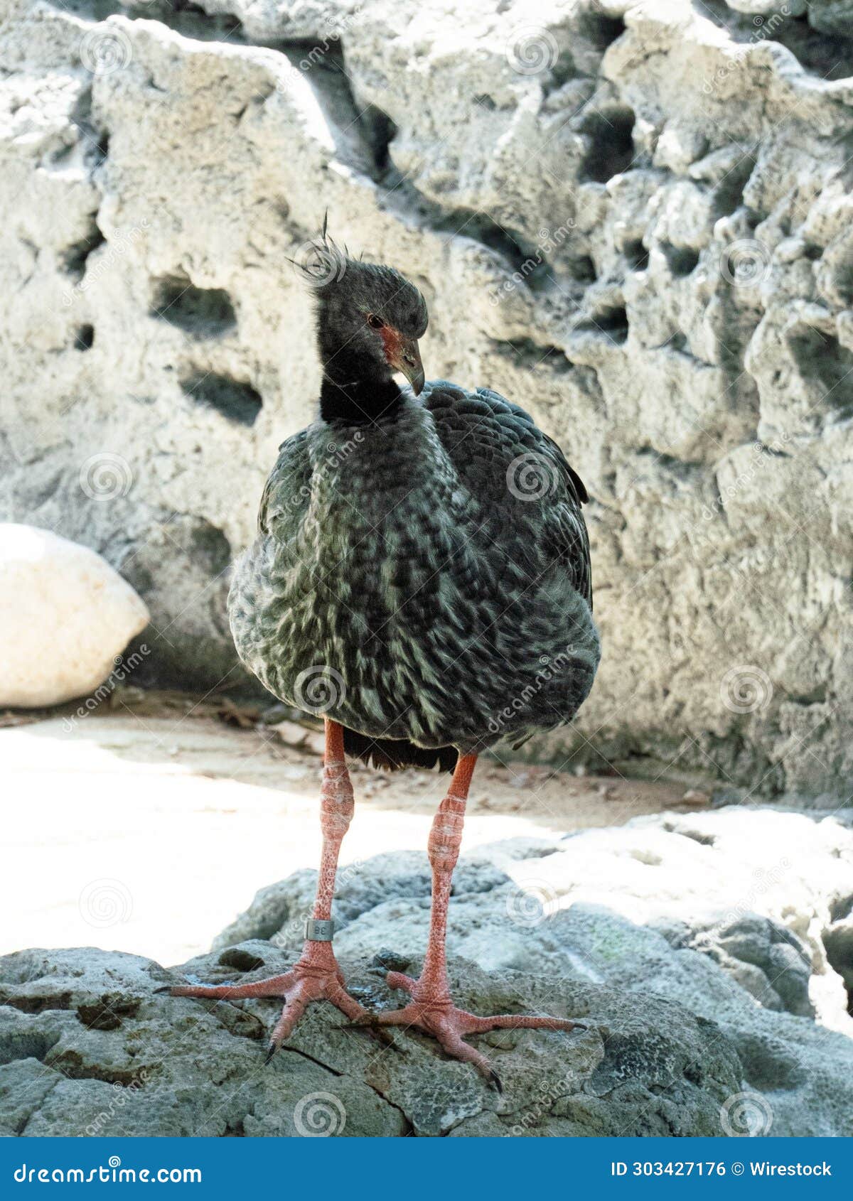 Vertical of a Southern Screamer Perched on Rocks Stock Photo - Image of ...