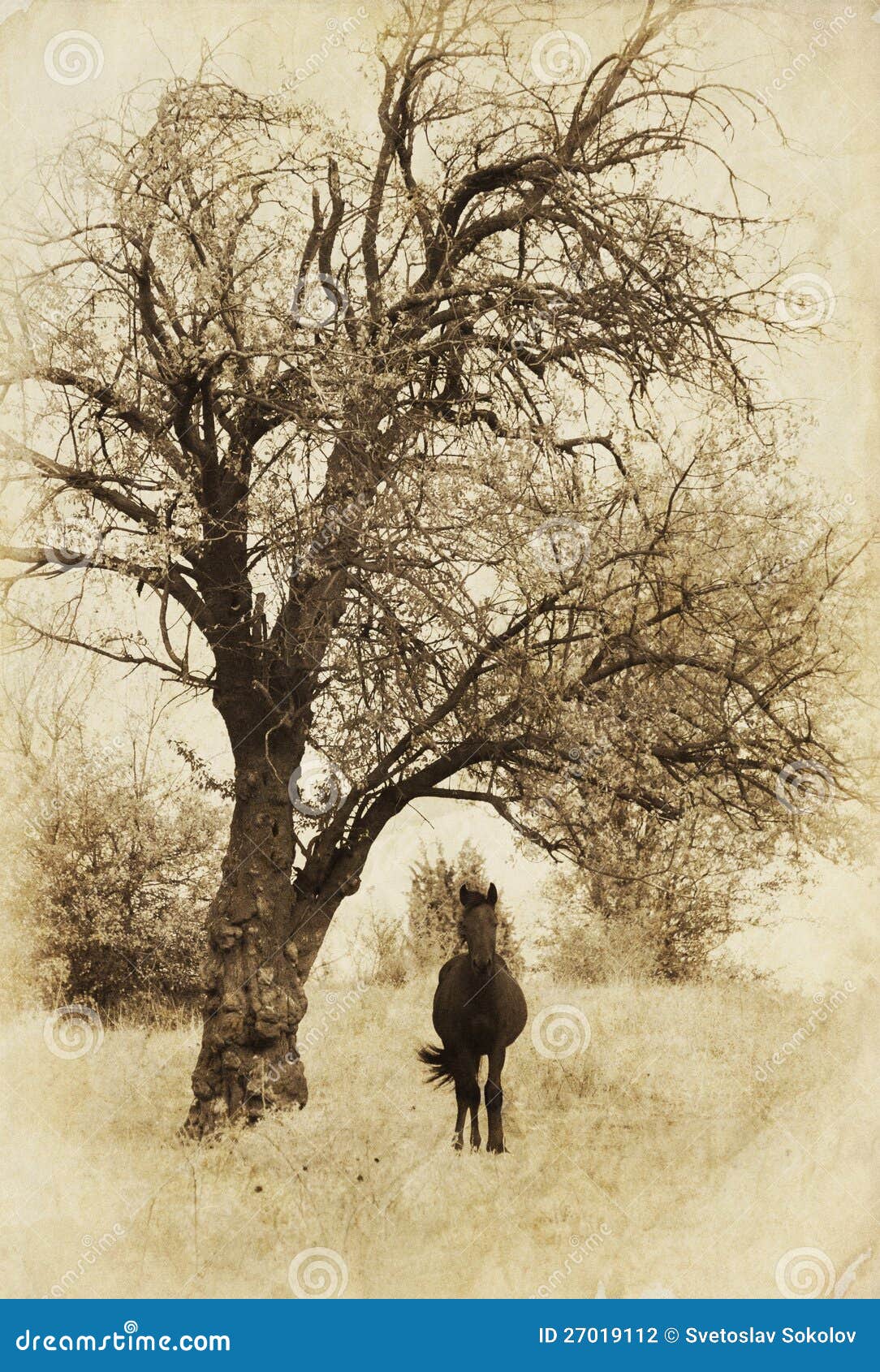 Vertical spooky landscape stock photo. Image of spooky - 27019112