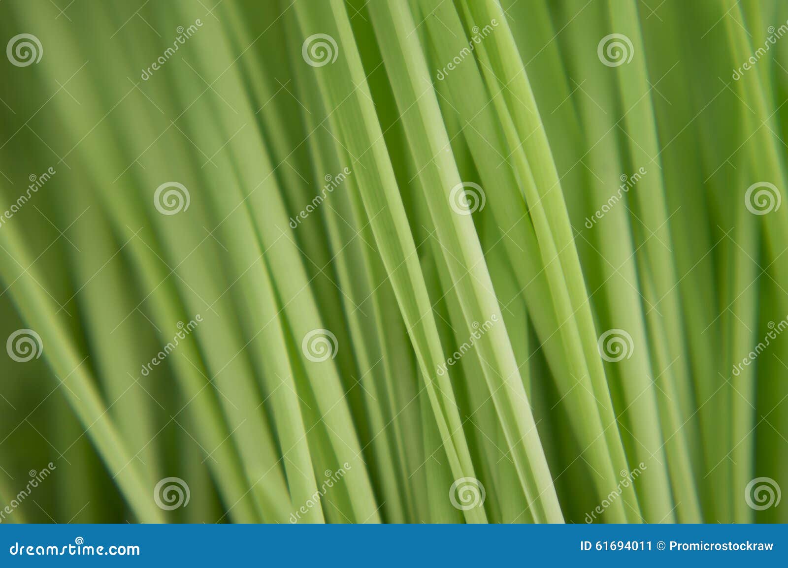 Vertical Stems of the Green Grass Stock Image - Image of lawn, foliage ...