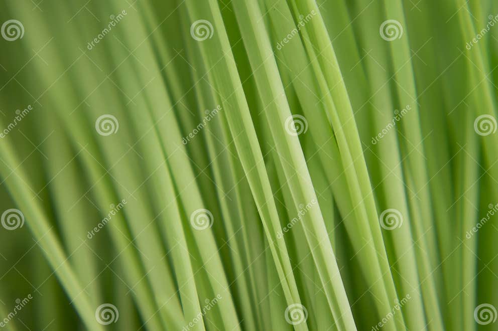 Vertical Stems of the Green Grass Stock Image - Image of lawn, foliage ...