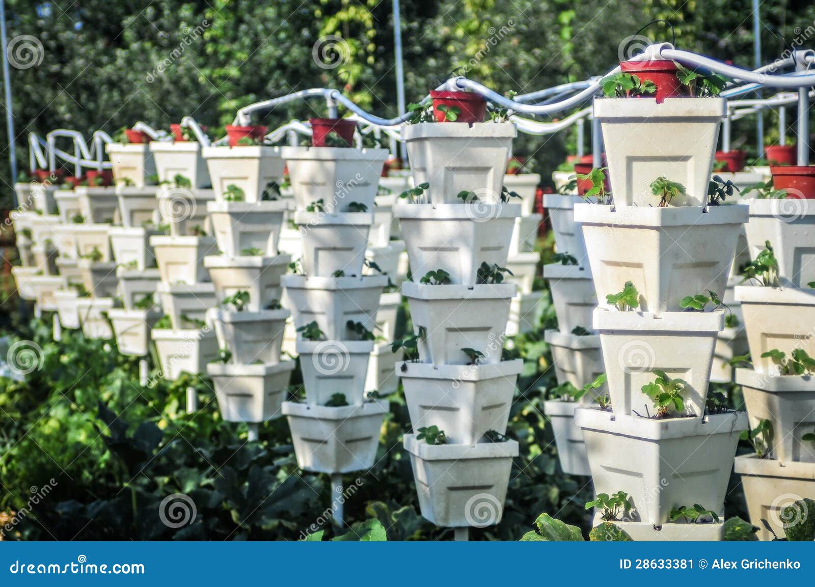 Vertical strawberry farm stock image. Image of crop, oxnard - 28633381