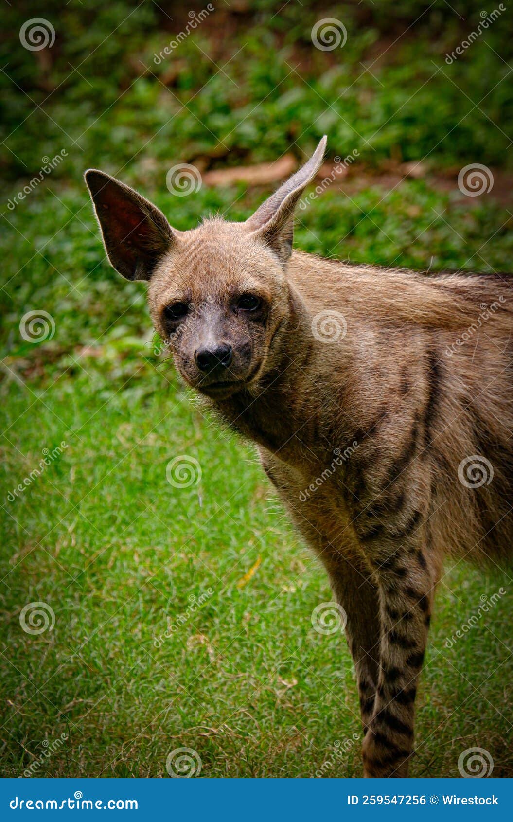 Vertical of a Striped Hyena on a Green Grass. Stock Photo - Image of ...