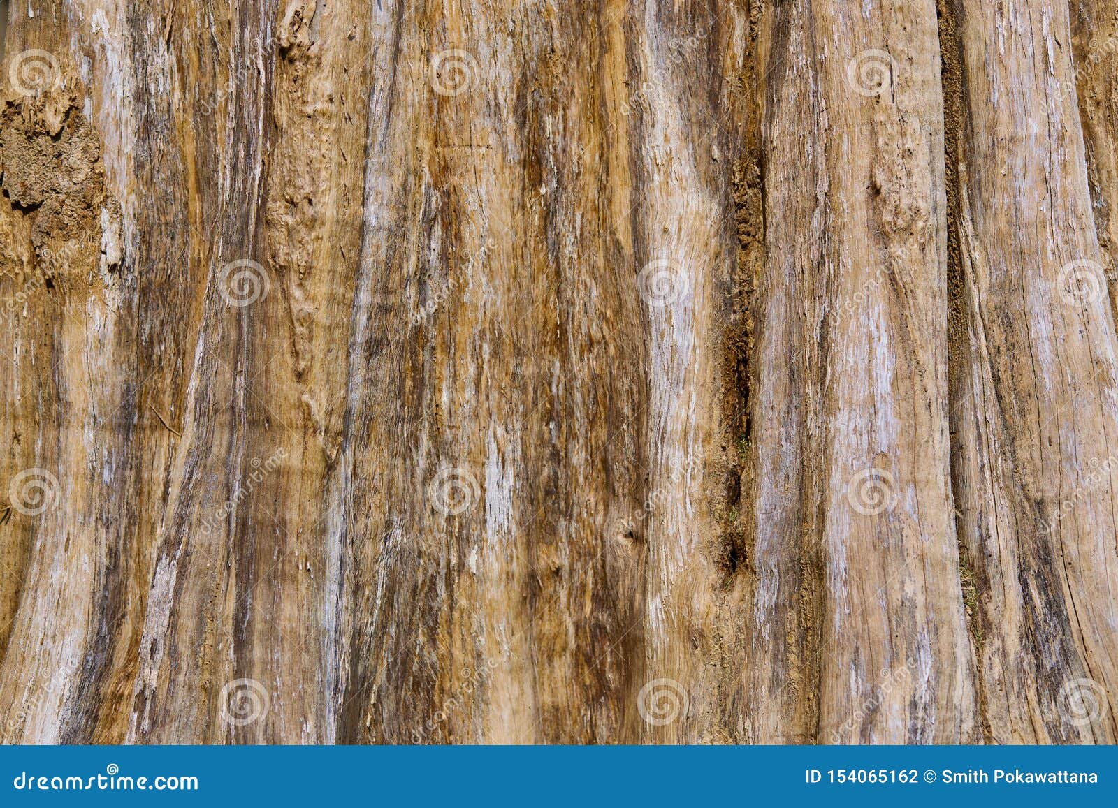Vertical Stripped of Tree Trunk Stock Photo - Image of abstract ...