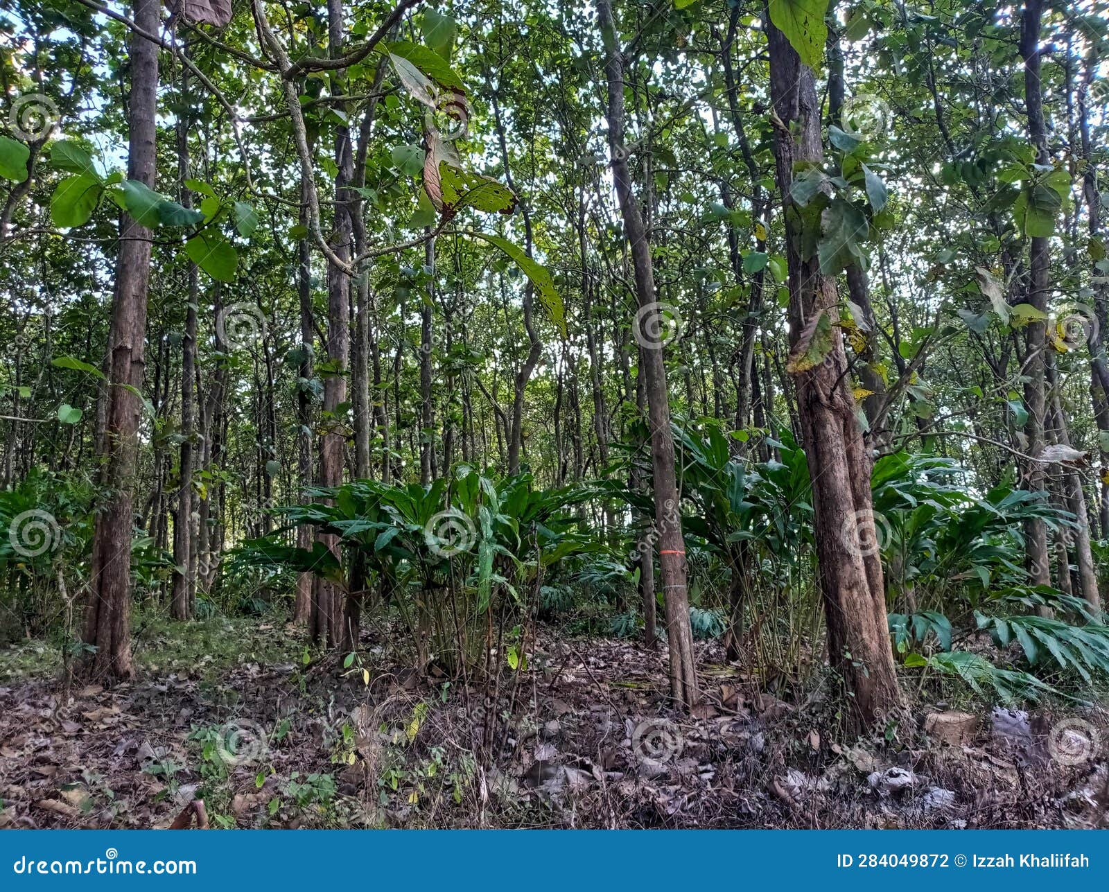 The Vertical Structure of the Teak Ecosystem in the Tropical Climate ...