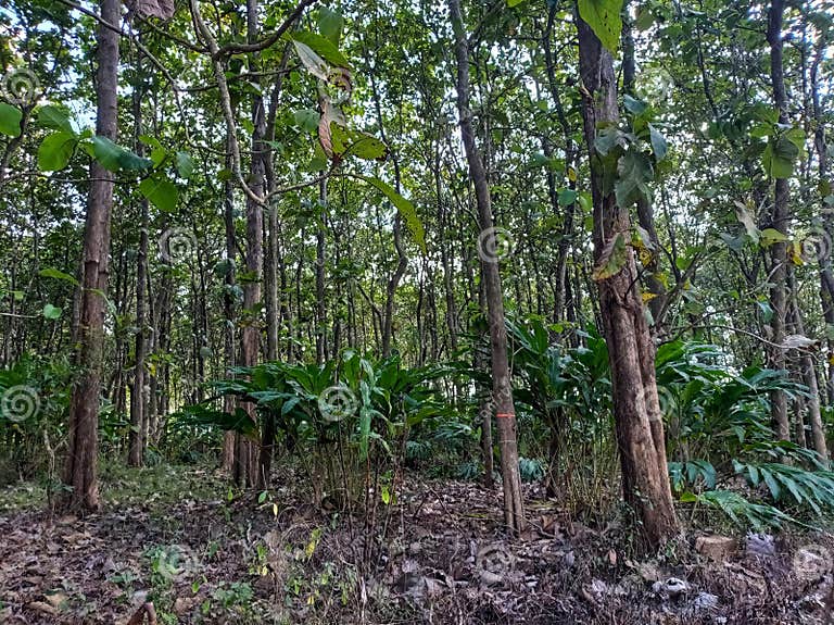 The Vertical Structure of the Teak Ecosystem in the Tropical Climate ...