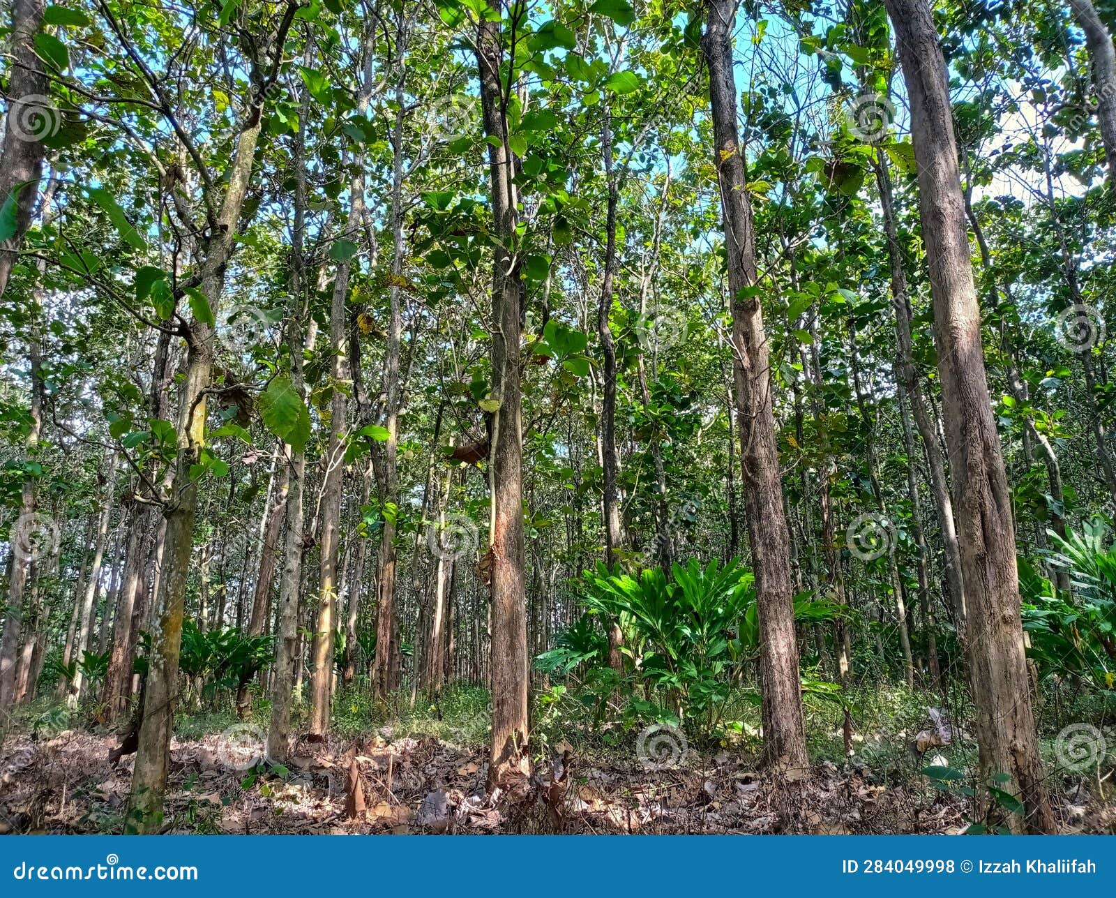 The Vertical Structure of the Teak Ecosystem in the Tropical Climate ...