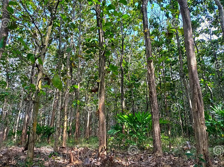 The Vertical Structure of the Teak Ecosystem in the Tropical Climate ...