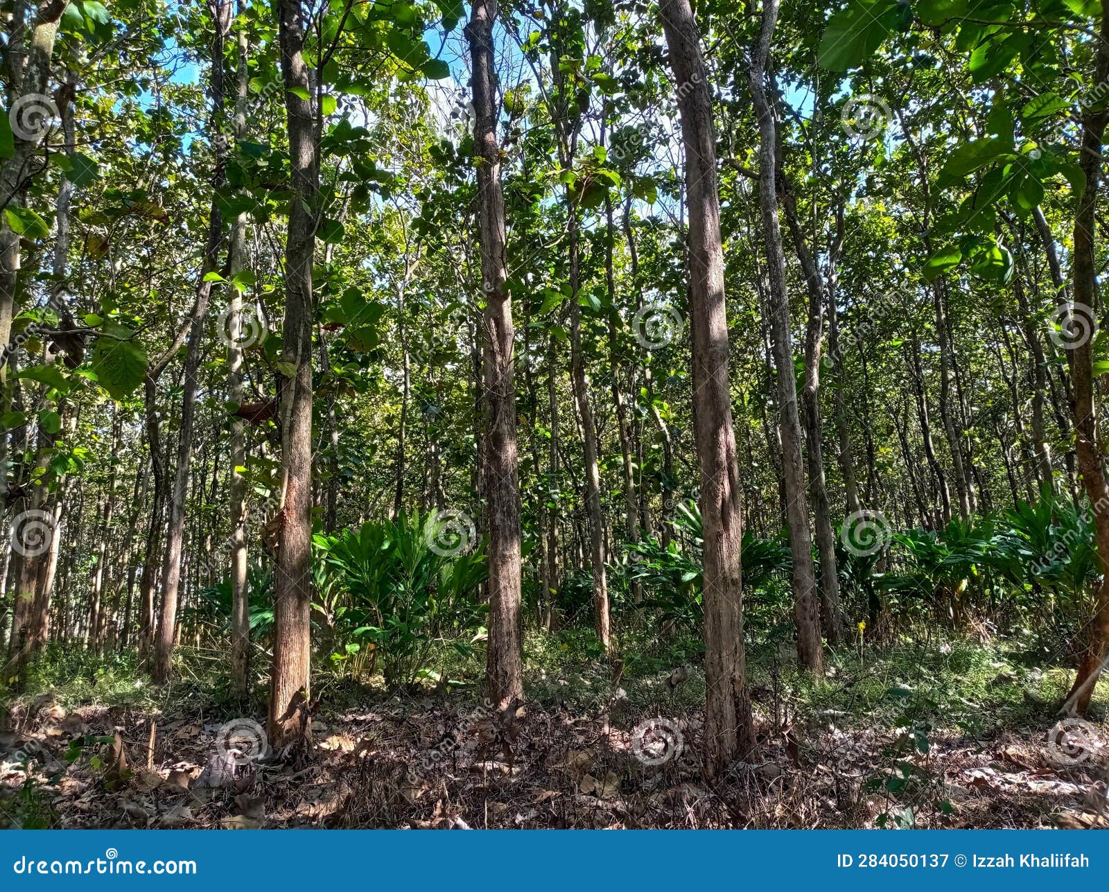 The Vertical Structure of the Teak Ecosystem in the Tropical Climate ...