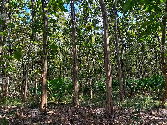 The Vertical Structure of the Teak Ecosystem in the Tropical Climate ...