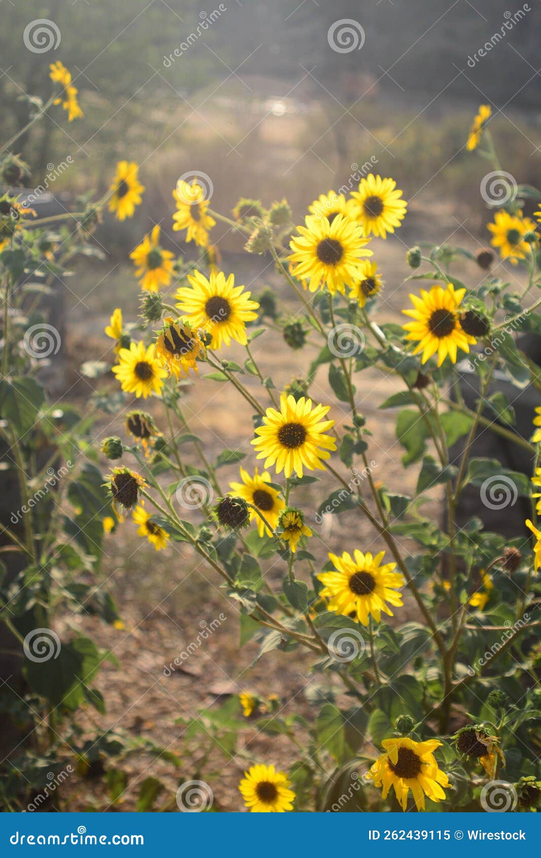 Vertical of Sunflowers in a Field Under the Sunlight Stock Image ...
