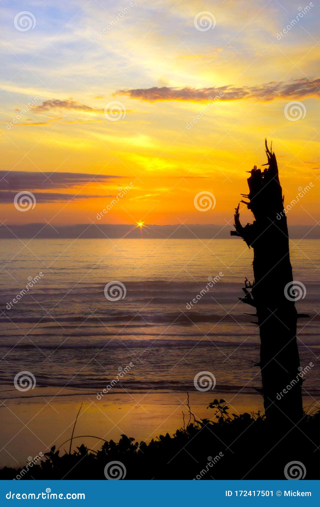 Vertical Sunset Over Ocean with Decay Tree Stump Stock Image - Image of ...