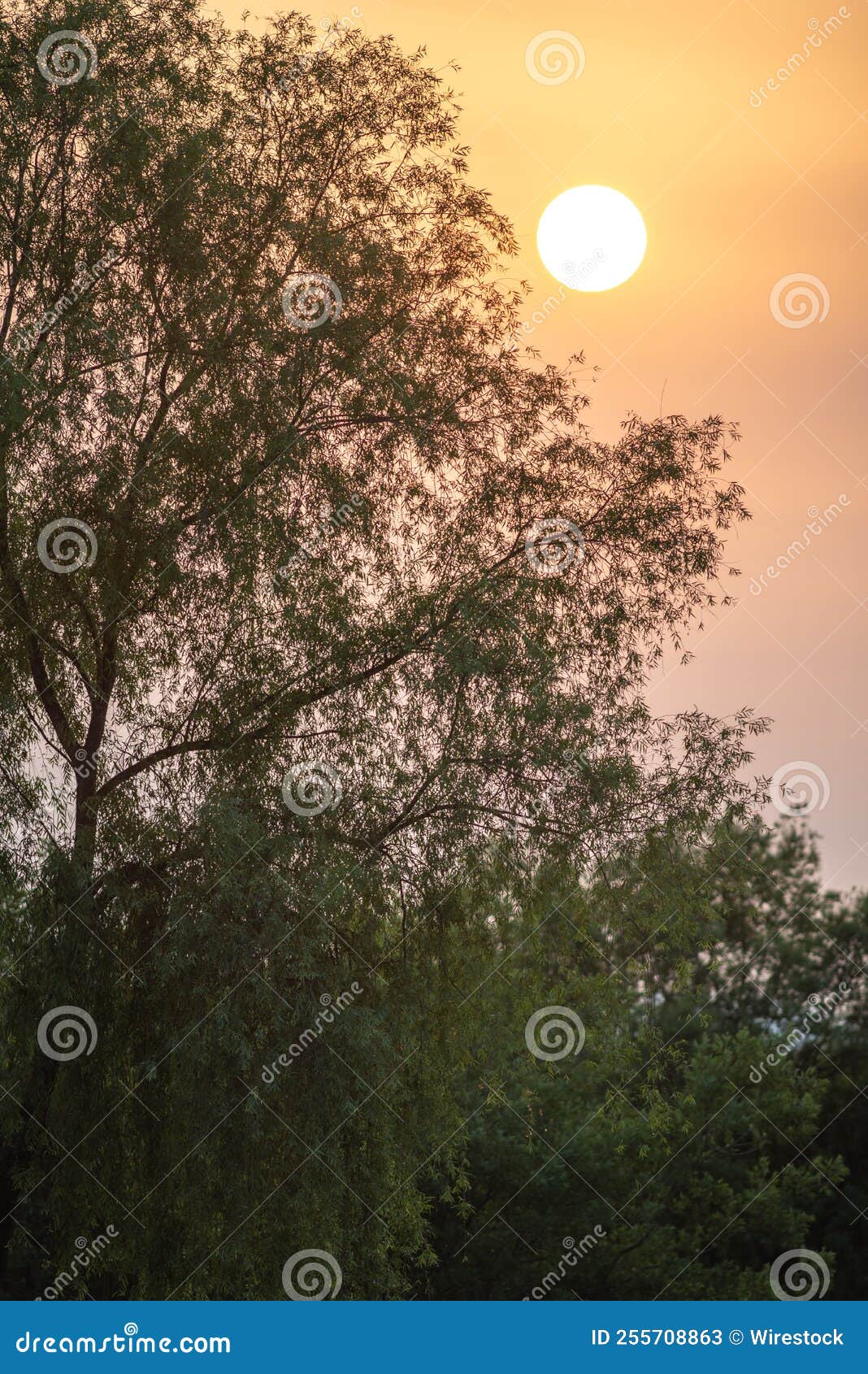 Vertical of a Sunset Over the Trees. Stock Image - Image of forest ...