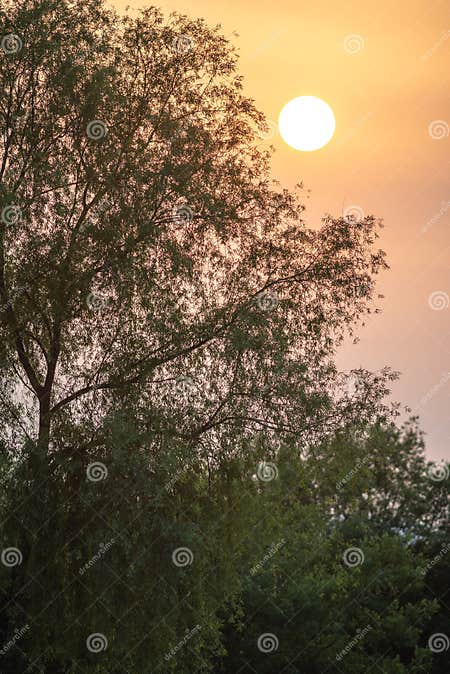 Vertical of a Sunset Over the Trees. Stock Image - Image of forest ...