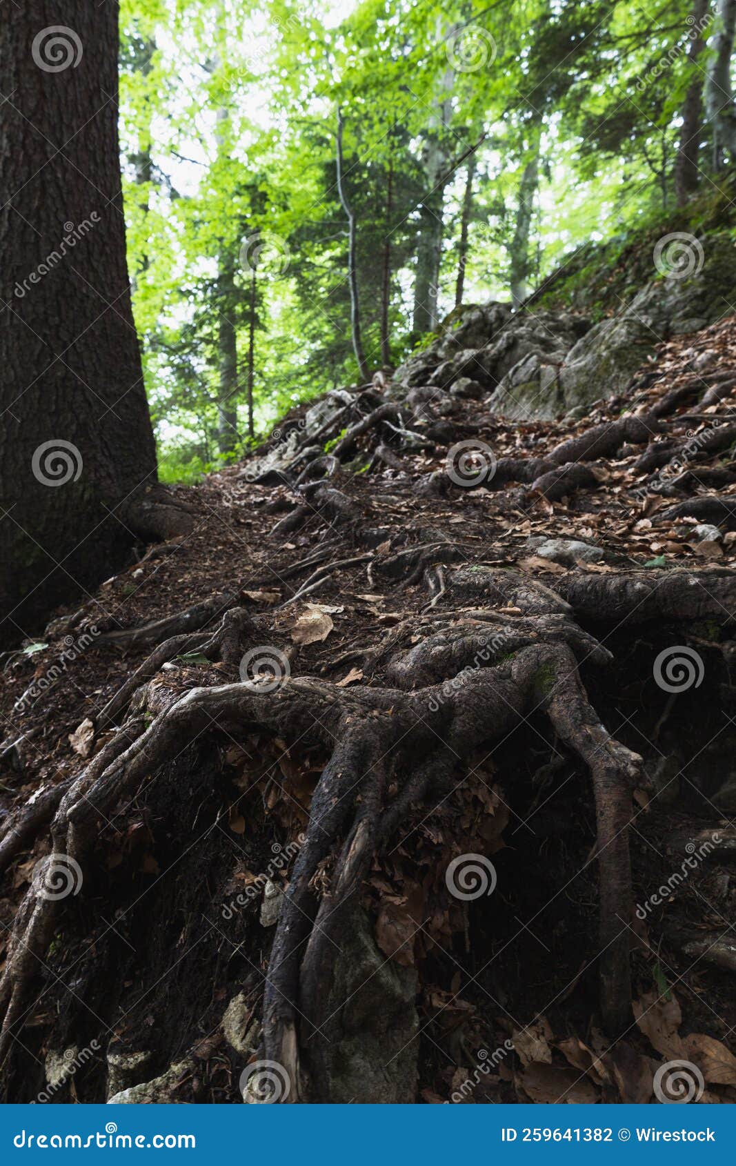 Vertical of Surface Roots on a Hiking Trail in Dense Forest Stock Photo ...