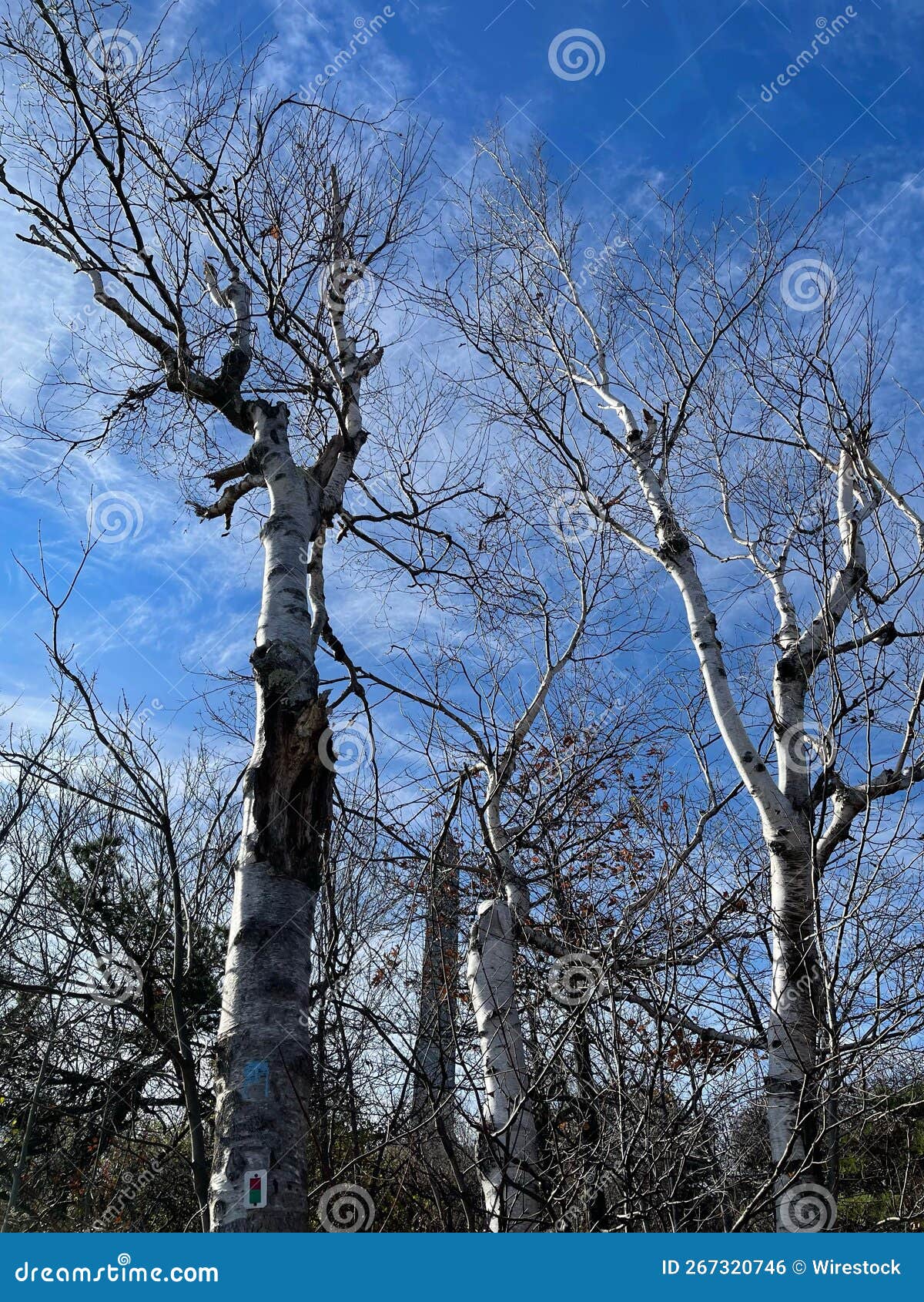 Vertical of Tall and Leafless Trees Under the Blue Sky in Autumn Stock ...
