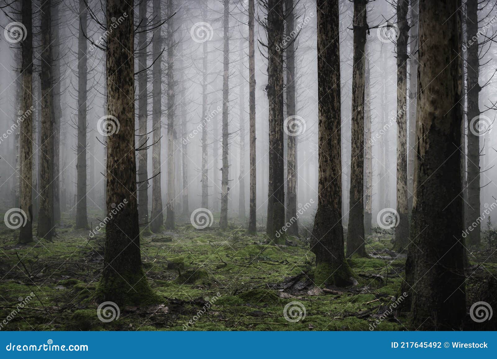 Creepy Forest In Daylight Royalty-Free Stock Image | CartoonDealer.com ...