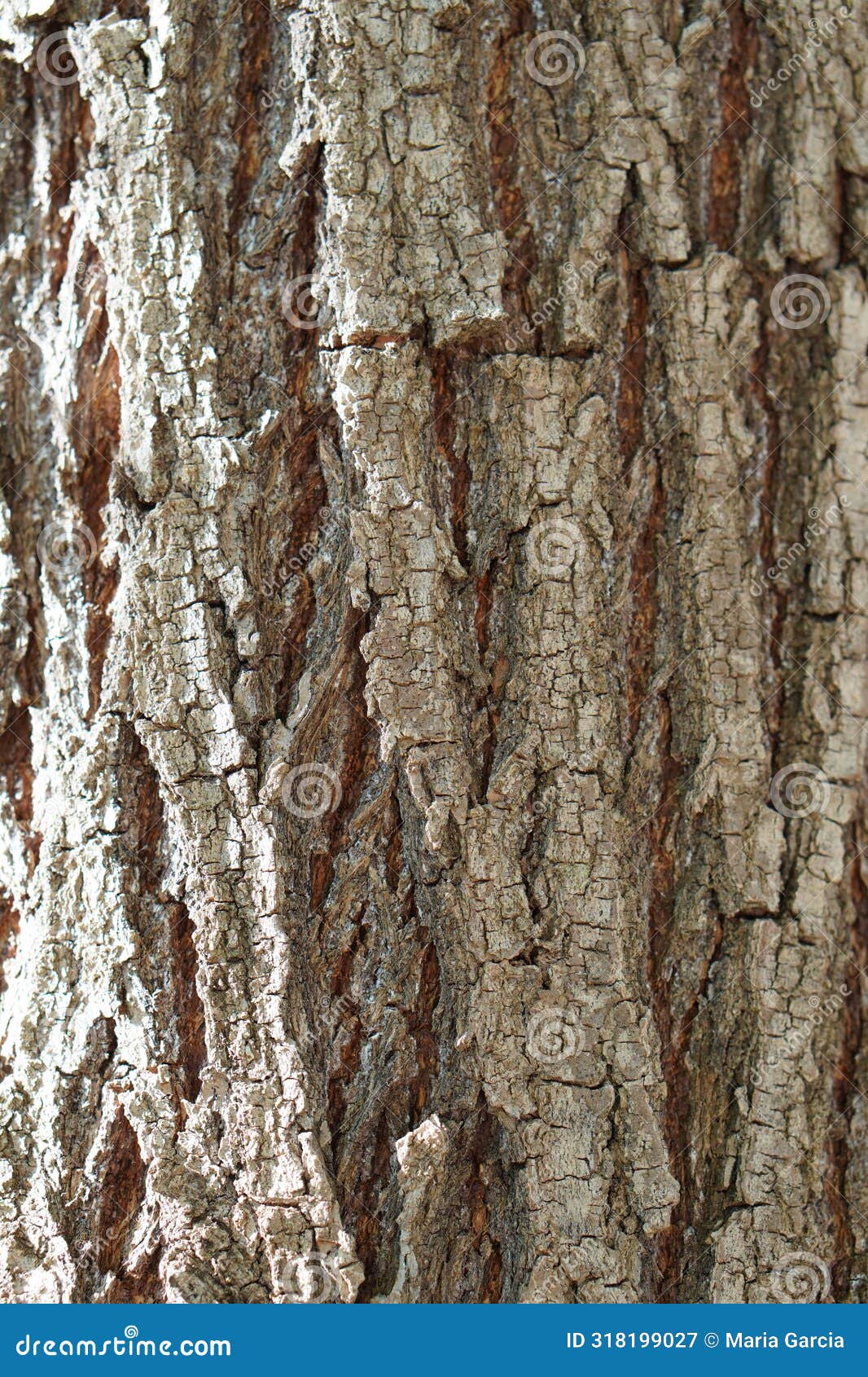 Vertical Texture of Pine Bark Stock Image - Image of material, abstract ...