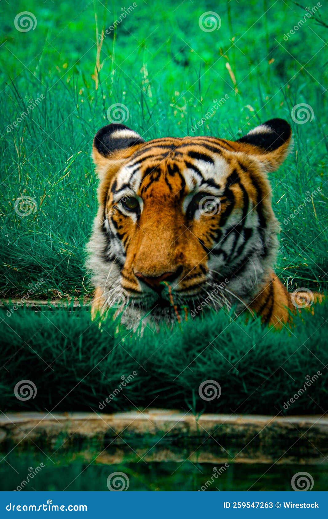 Vertical of a Tiger through the Grass. Stock Image - Image of head ...