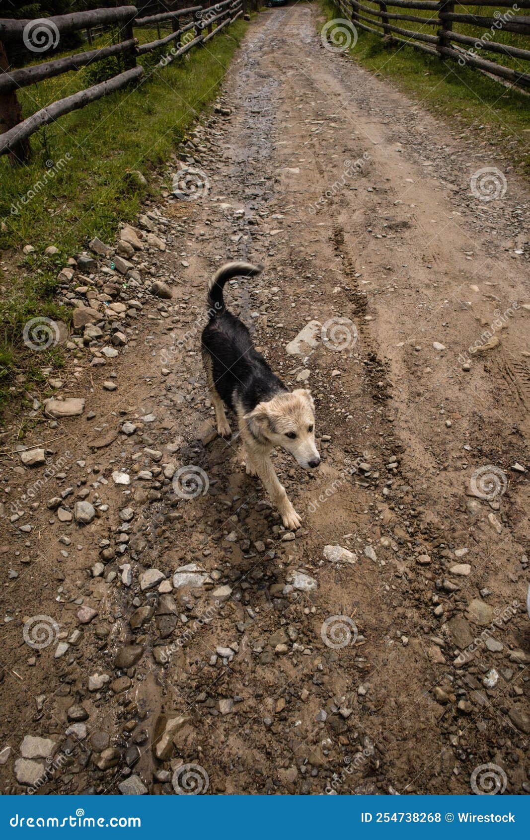 Vertical Top Shot of a Dog on a Path with Stones Stock Photo - Image of ...