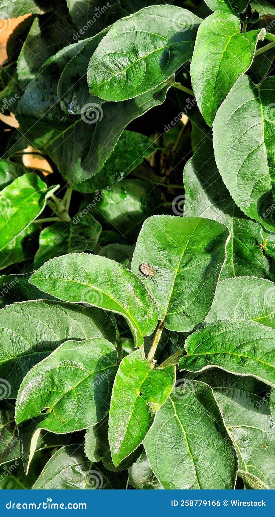 Vertical Top View of a Bug, Small Insect on Green Leaves Stock Photo ...