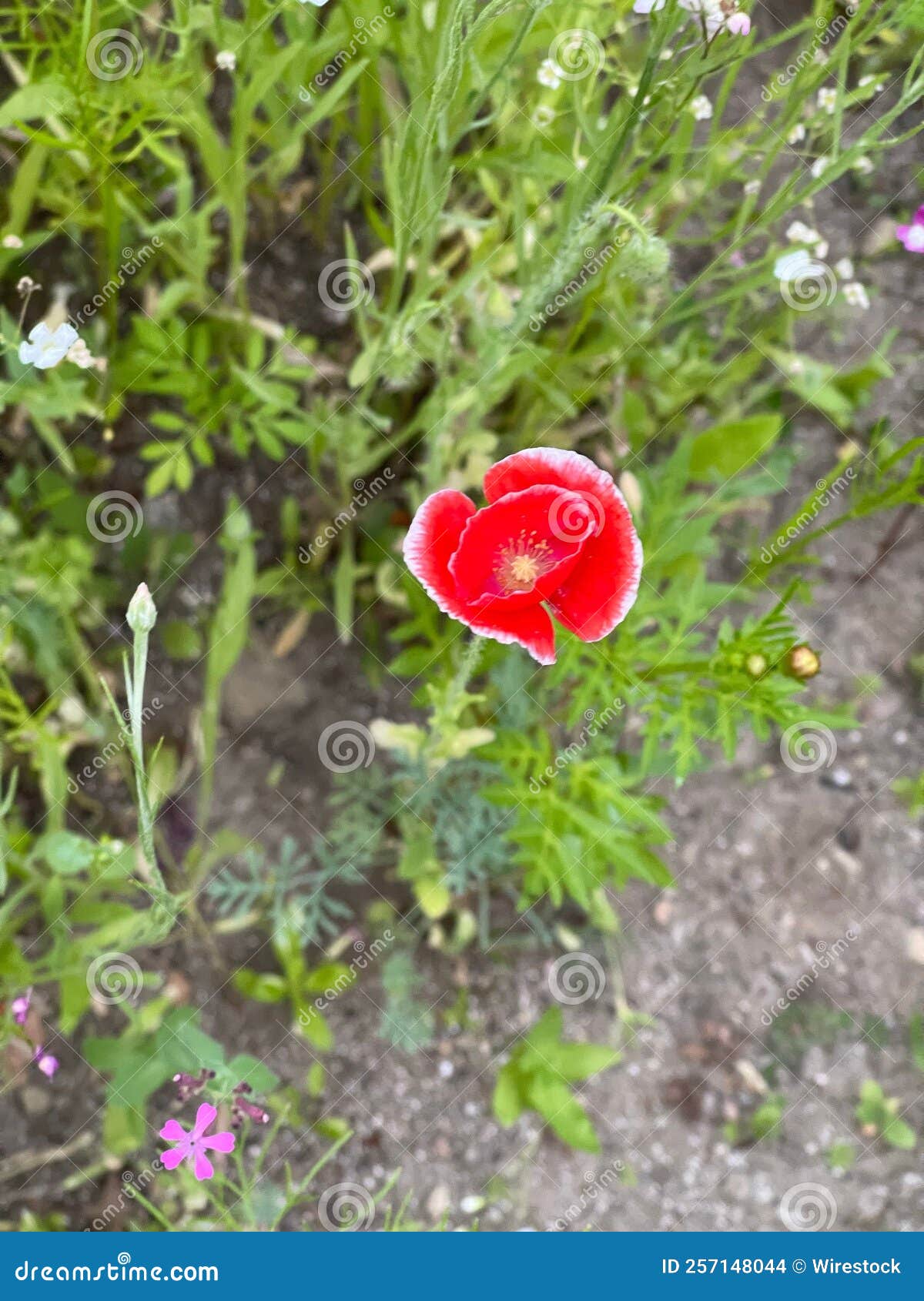 Vertical Top View of a Common Poppy Growing on the Soil Stock Photo ...