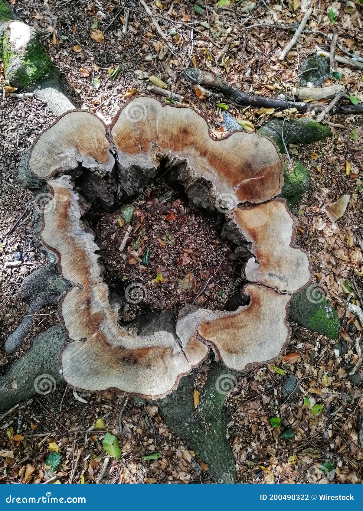 Vertical Top View of a Cut Tree Trunk with a Hole Stock Photo - Image ...