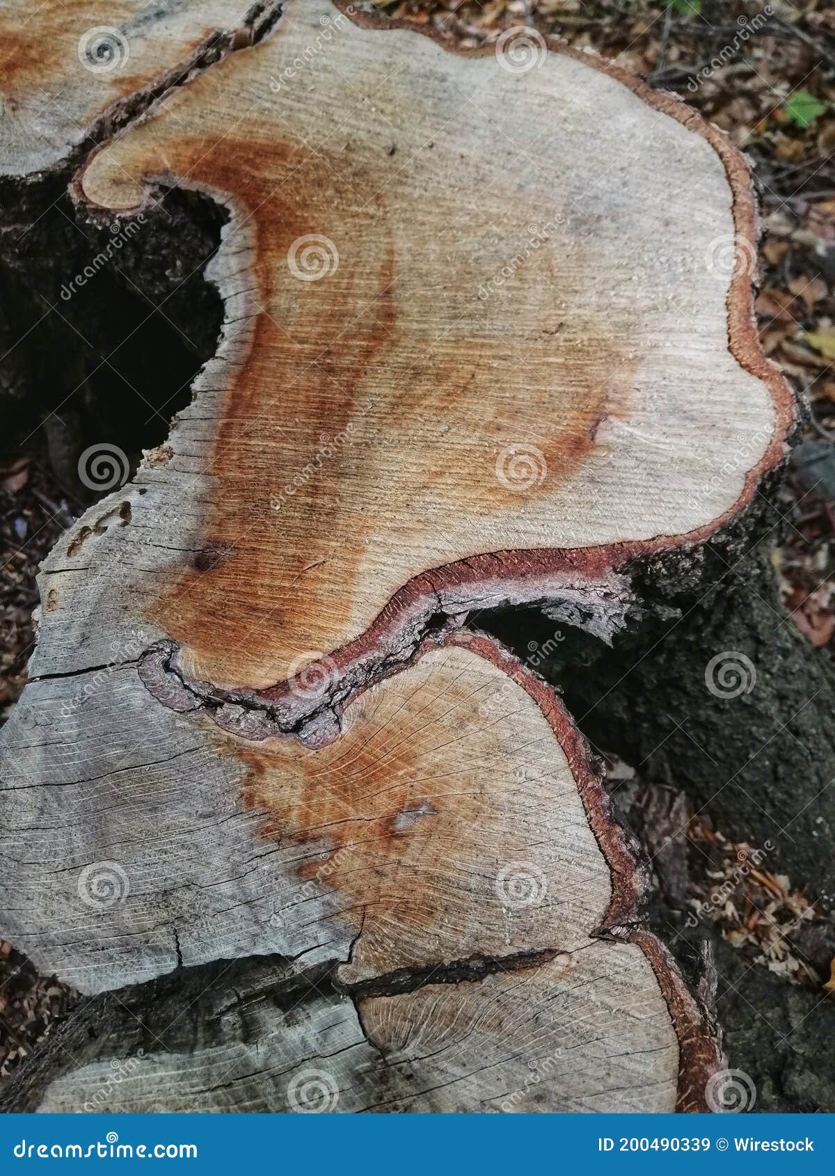 Vertical Top View of Cut Tree Trunks in a Forest Stock Image - Image of ...