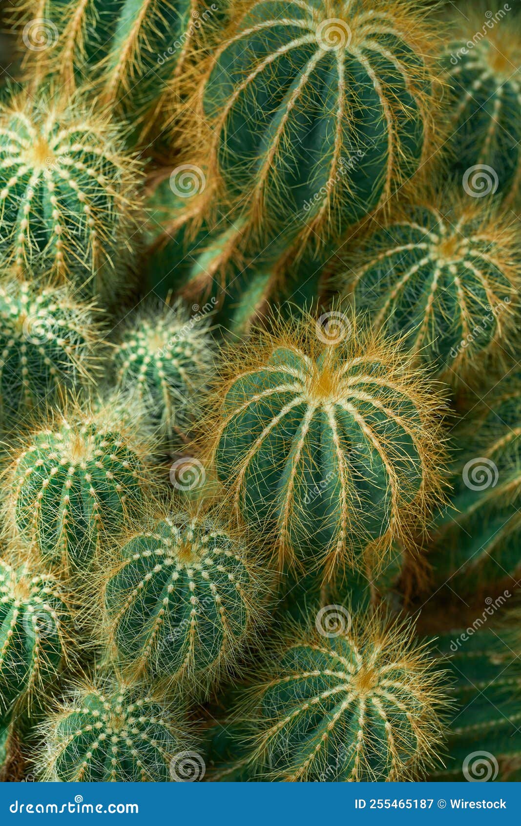 Vertical Top View of Green Cacti Stock Image - Image of park, view ...