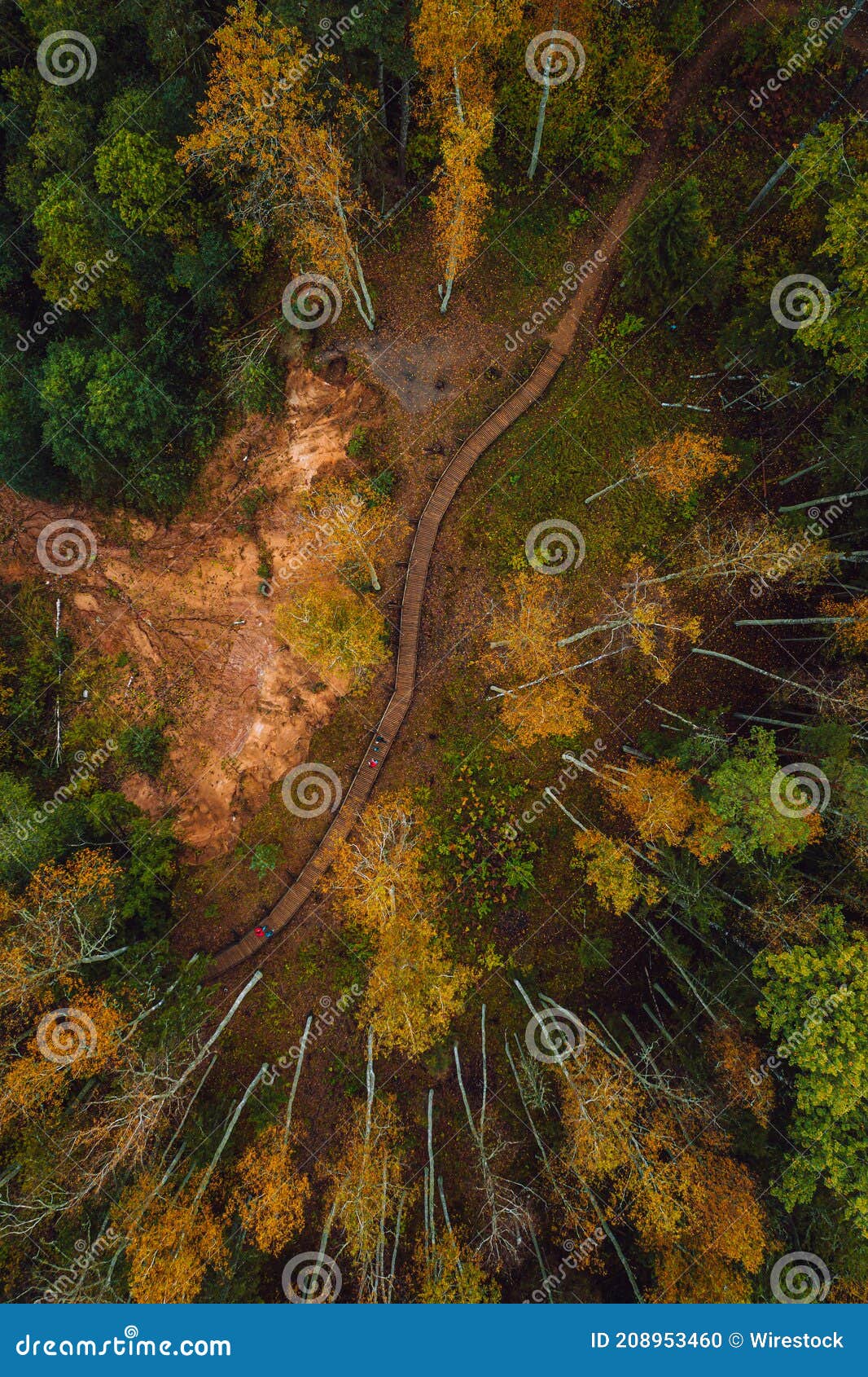 Vertical Top View of a Path through a Dense Forest on an Autumn Day ...