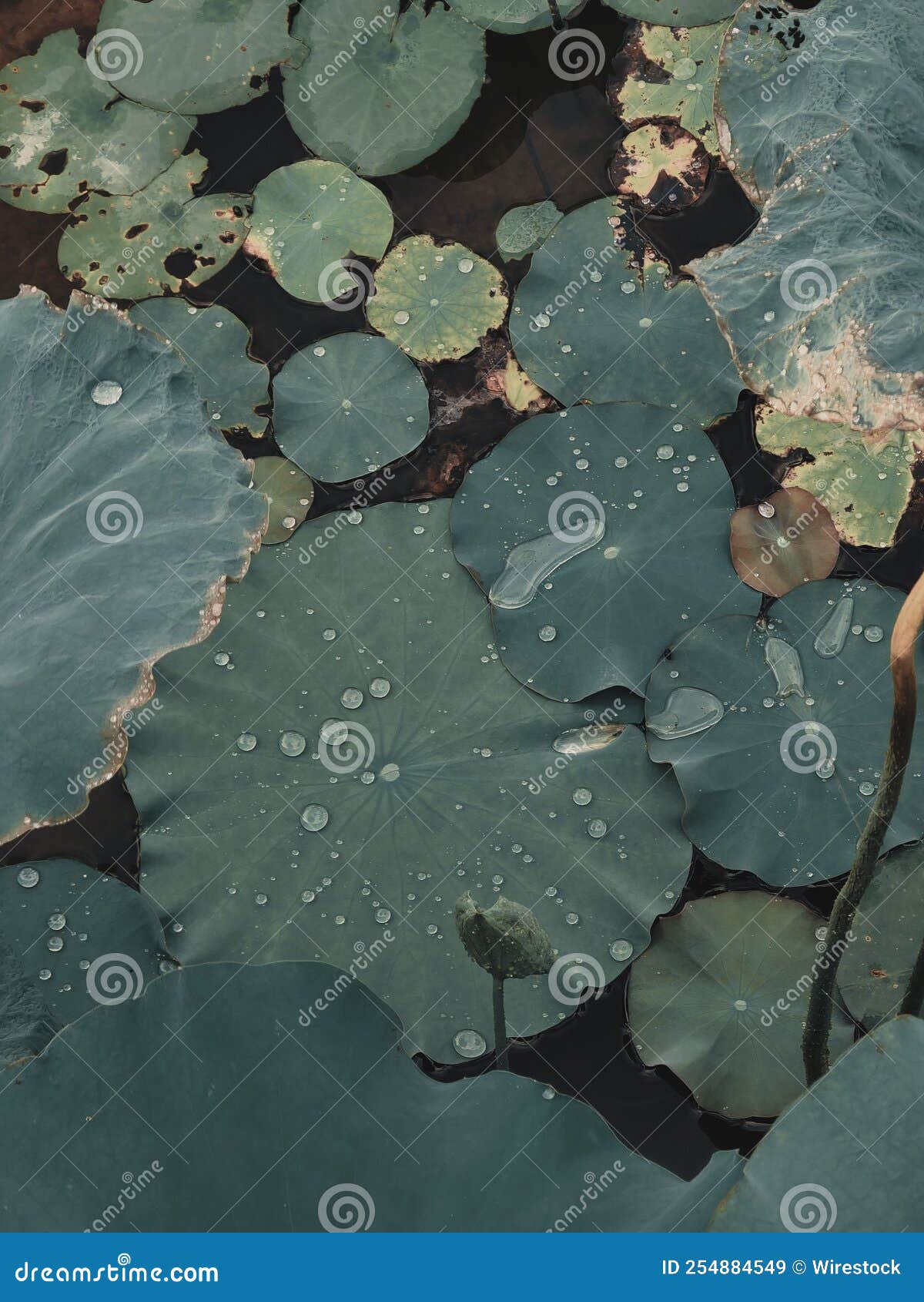 Vertical Top View of a Pond with Big and Small Leaves in it Stock Image ...