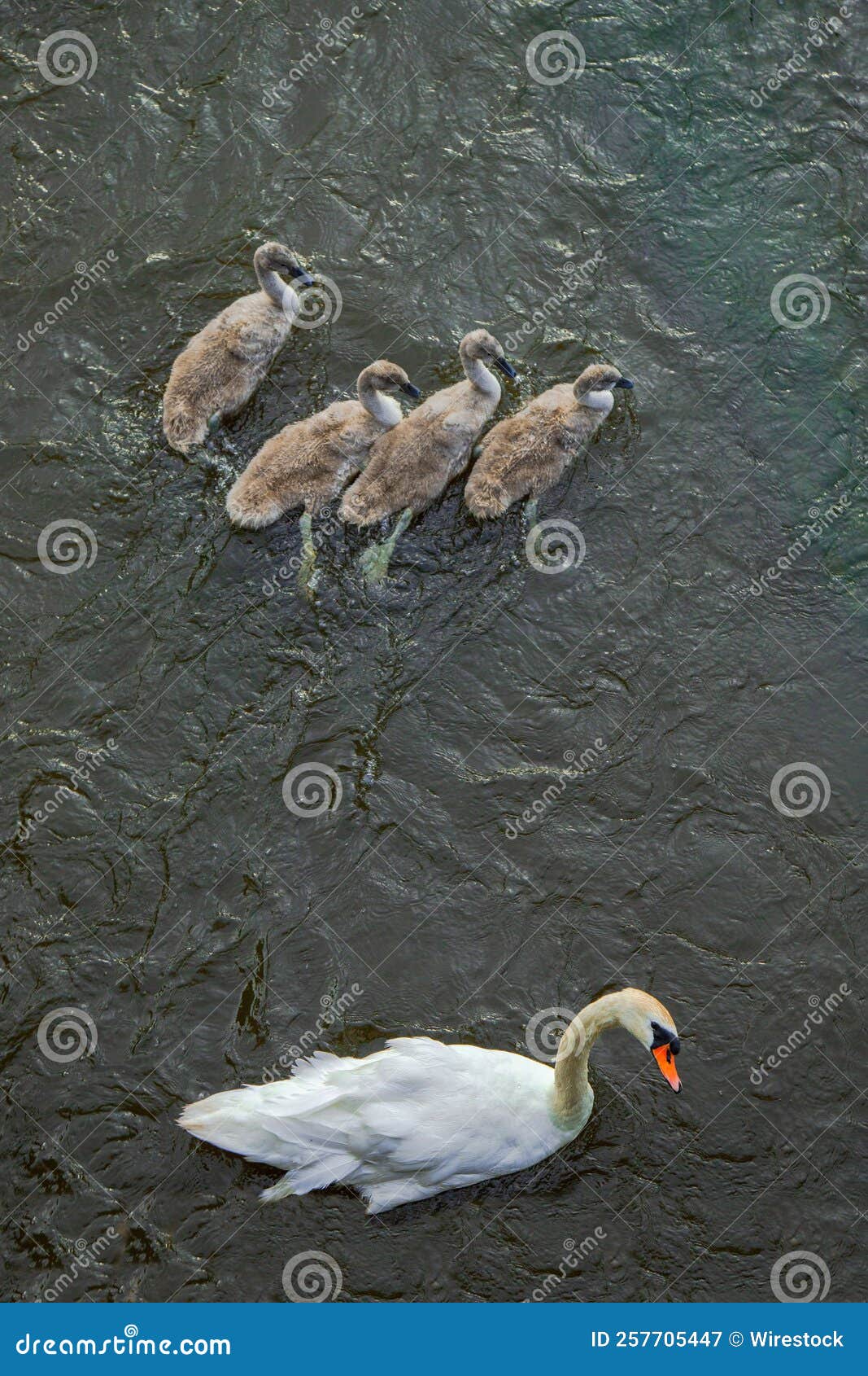 Vertical Top View of a Swan with Its Chicks Stock Image - Image of ...