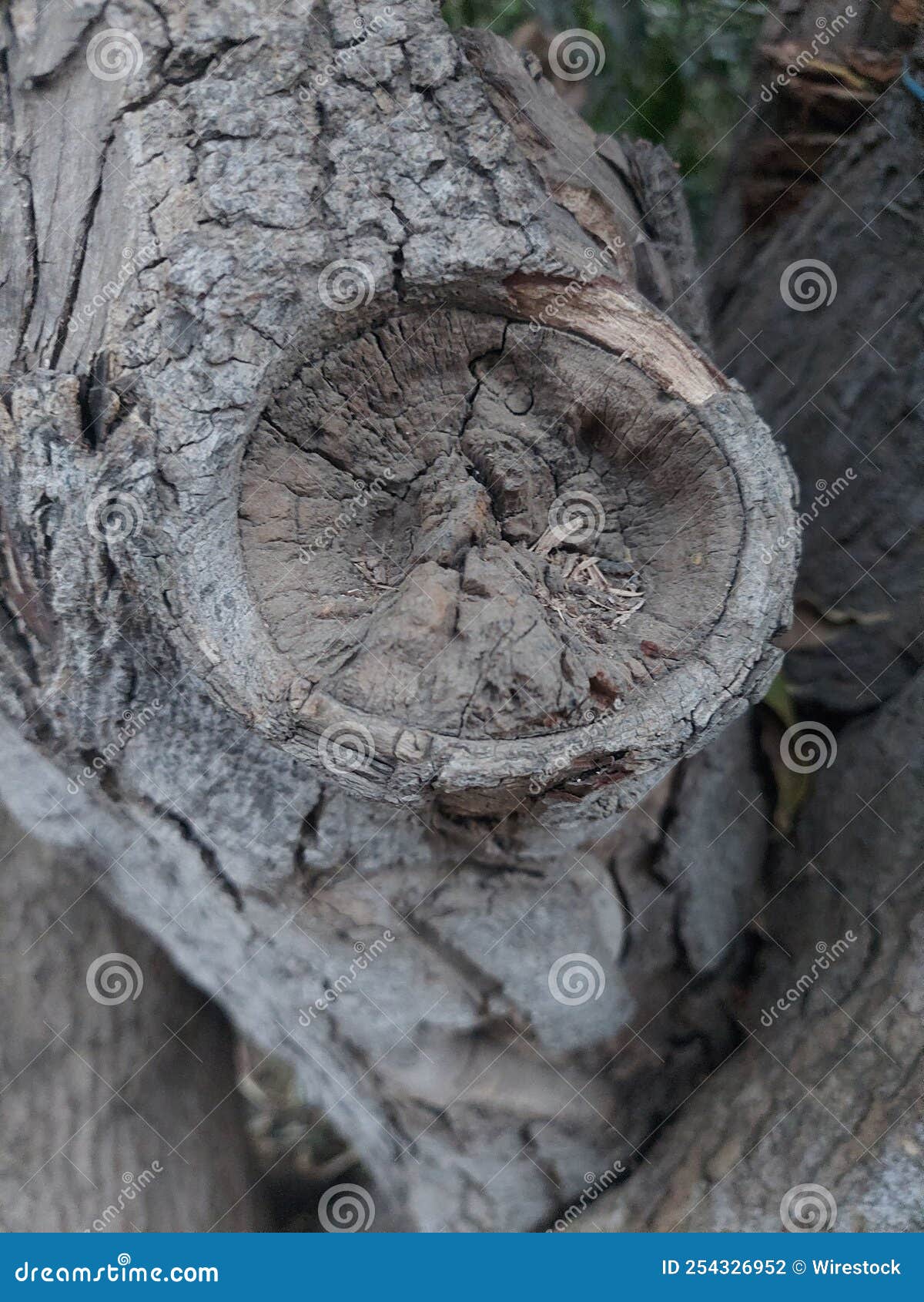 Vertical Top View of a Tree S Broken Joint Outdoors Stock Photo - Image ...
