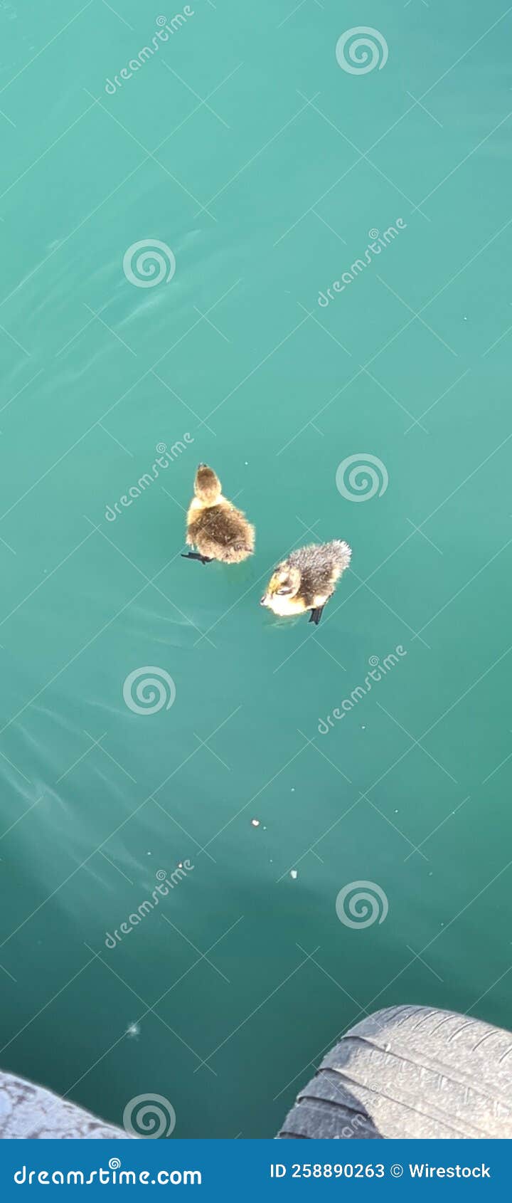 Vertical Top View of Two Cute Ducks on the Water Surface Stock Image ...