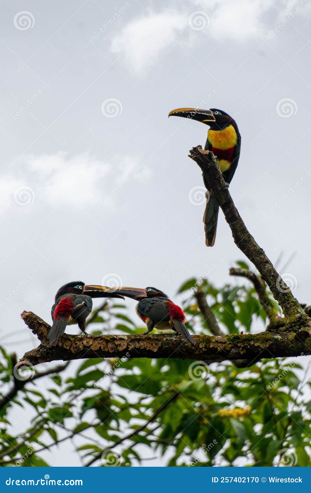 Two Toucans On The Branch Behind The Net Stock Photography ...