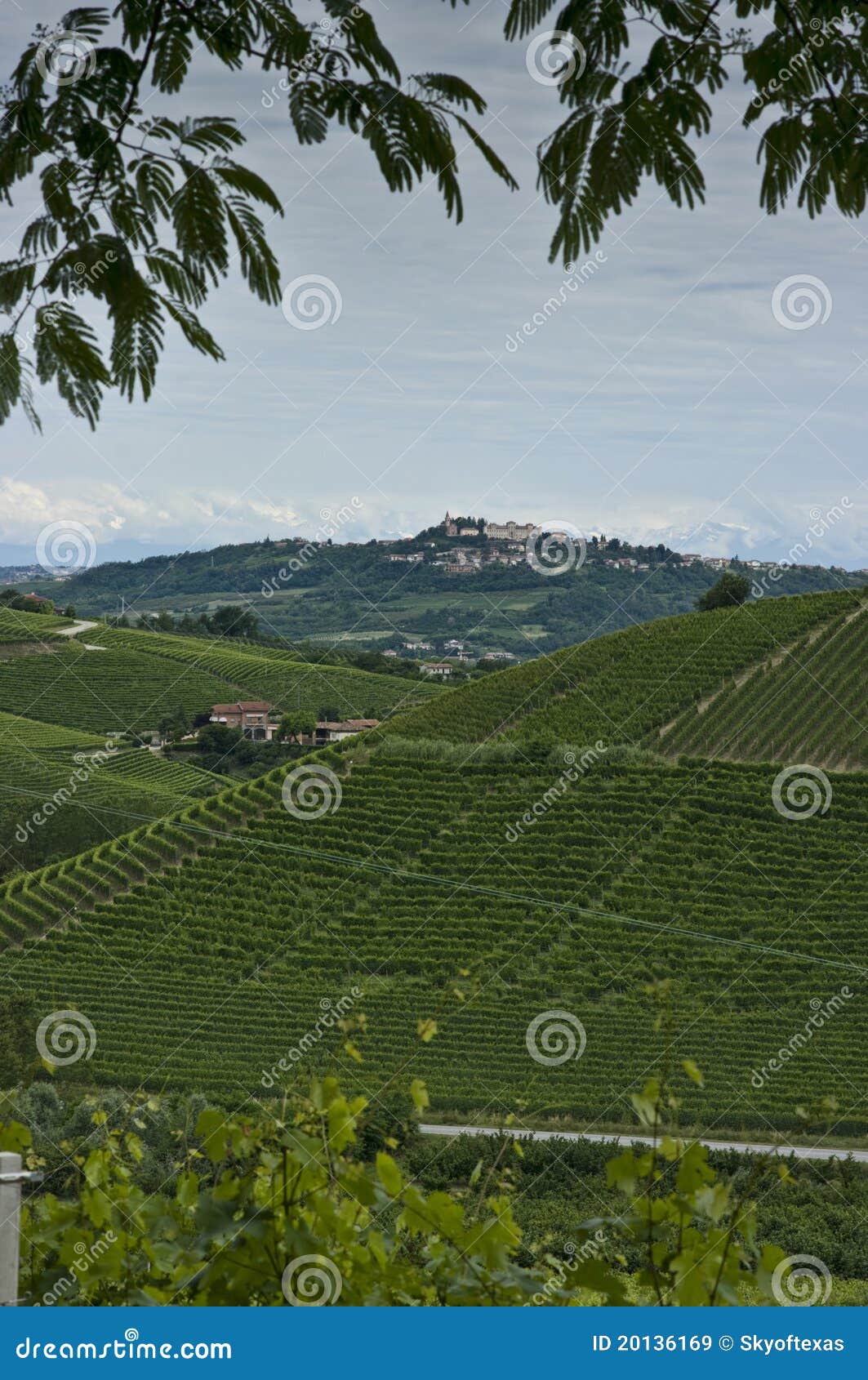 Vertical: Town & Vineyards in Piedmont, Italy Stock Image - Image of ...