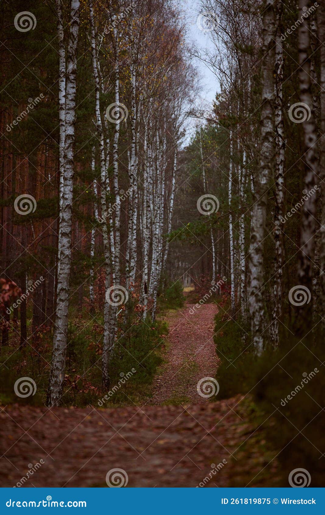 Vertical of a Trail through a Forest of Silver Birches in Autumn ...