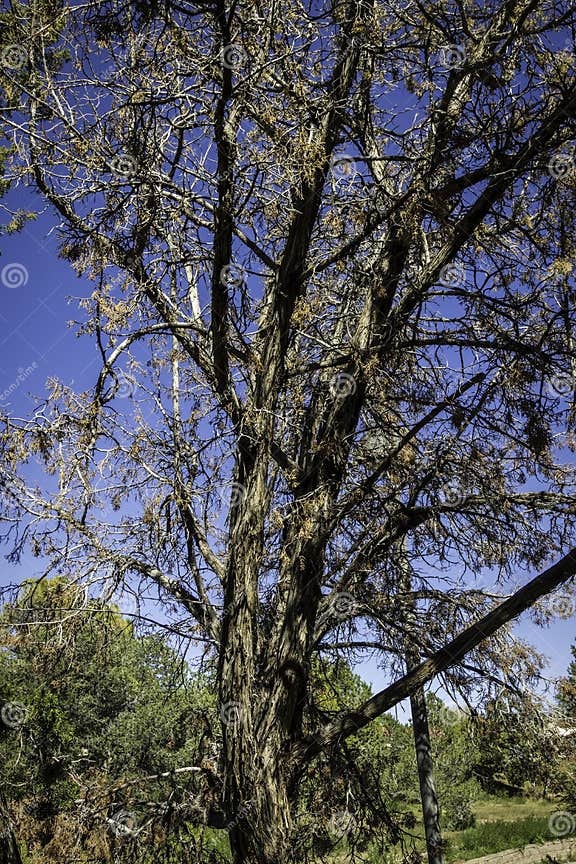 Curving Vertical Tree stock image. Image of color, upright - 231888003