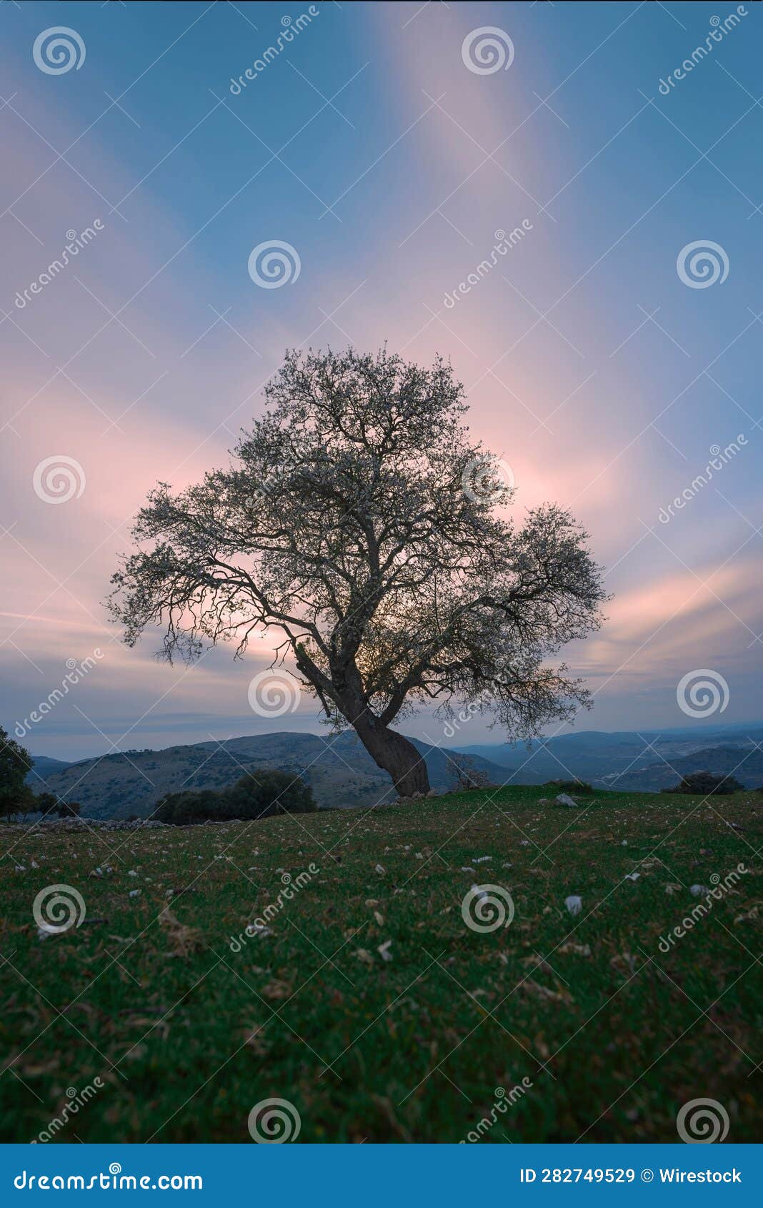 Vertical of a Tree on a Green Hill at Sunset Stock Image - Image of ...