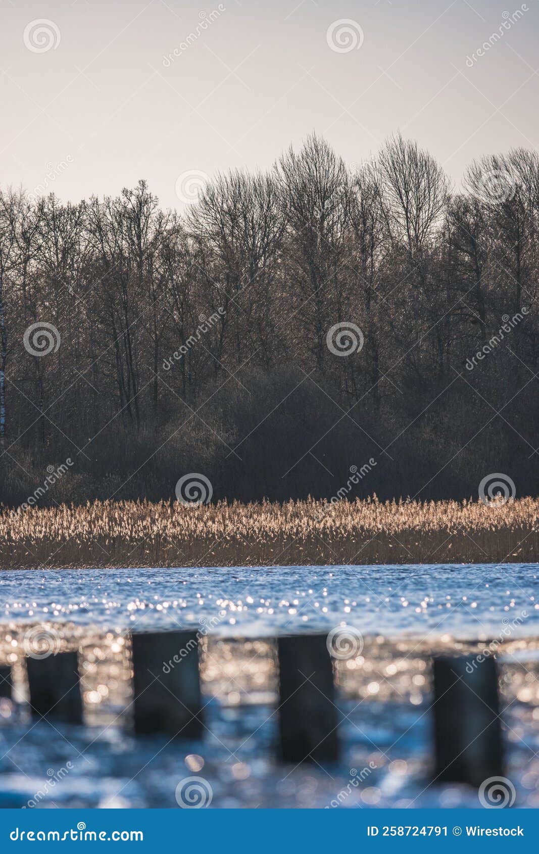 Vertical a Tree Line in the Back of the Beautiful Blue Waves of a River ...