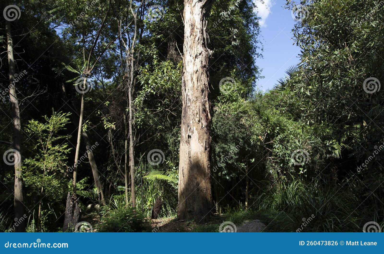 Vertical Tree Log with Natural Bushes Stock Photo - Image of jungle ...