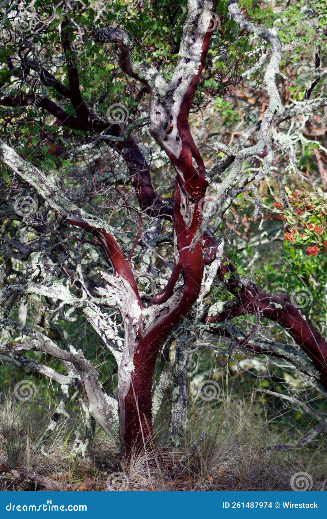 Vertical of a Tree with Red Bark Texture Captured in a Park Stock Photo ...
