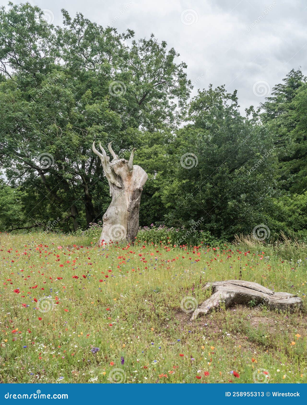 Vertical of the Tree Stump in Trentham Gardens Park Surrounded by ...