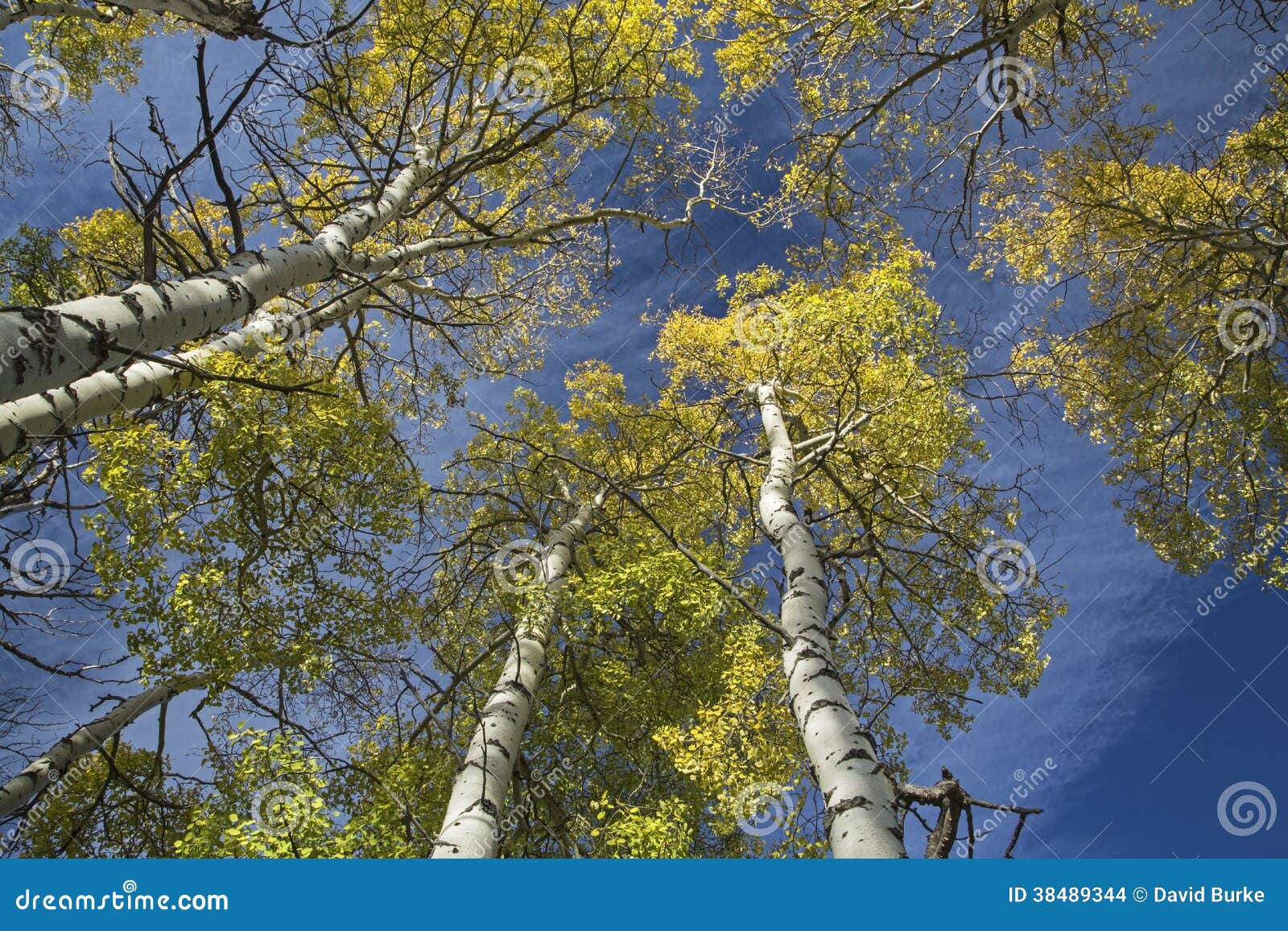 Vertical Tree Top View of Fall Aspen Trees Stock Photo - Image of ...