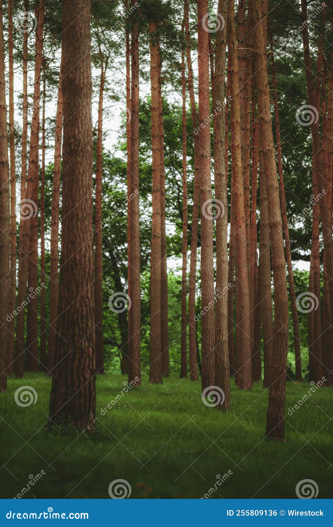 Vertical of Tree Trunks in a Dense Forest Stock Photo - Image of park ...