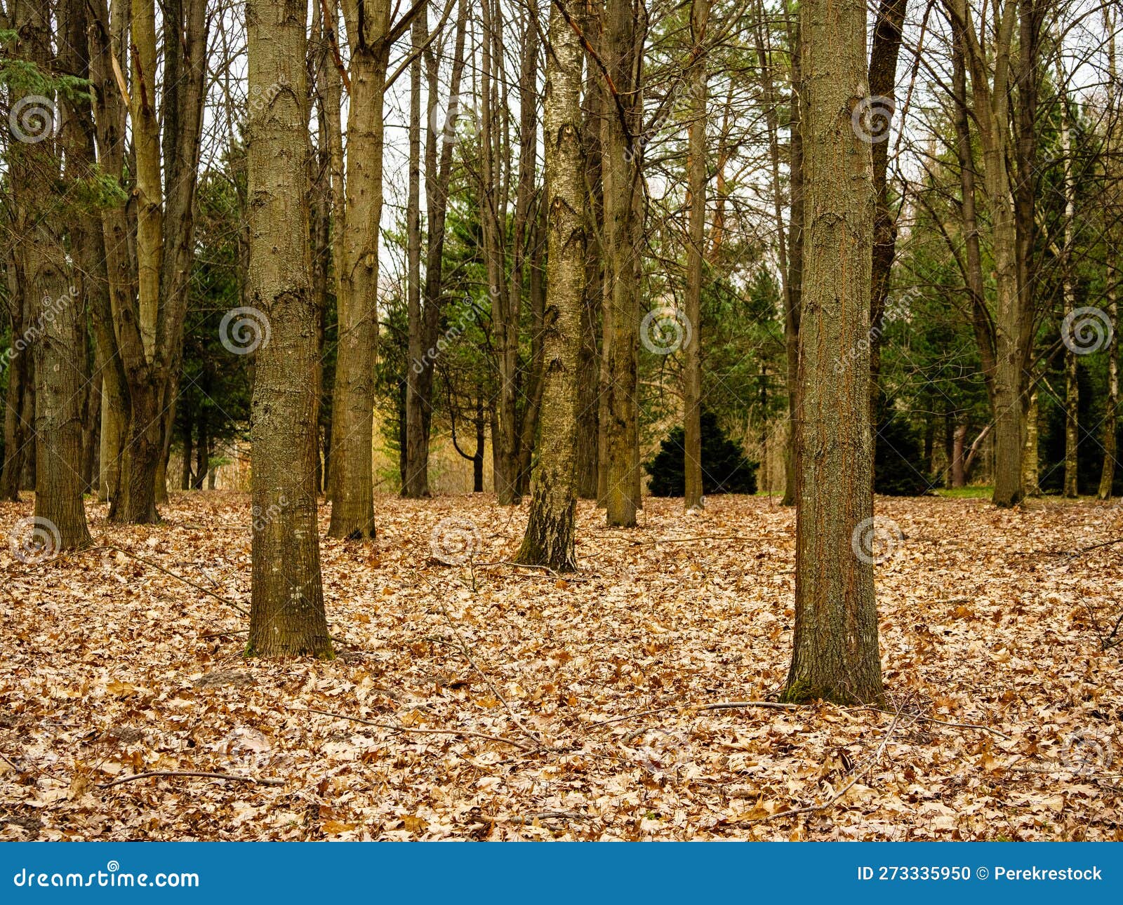 Vertical Tree Trunks in the Forest, Scattered Leaves Stock Photo ...