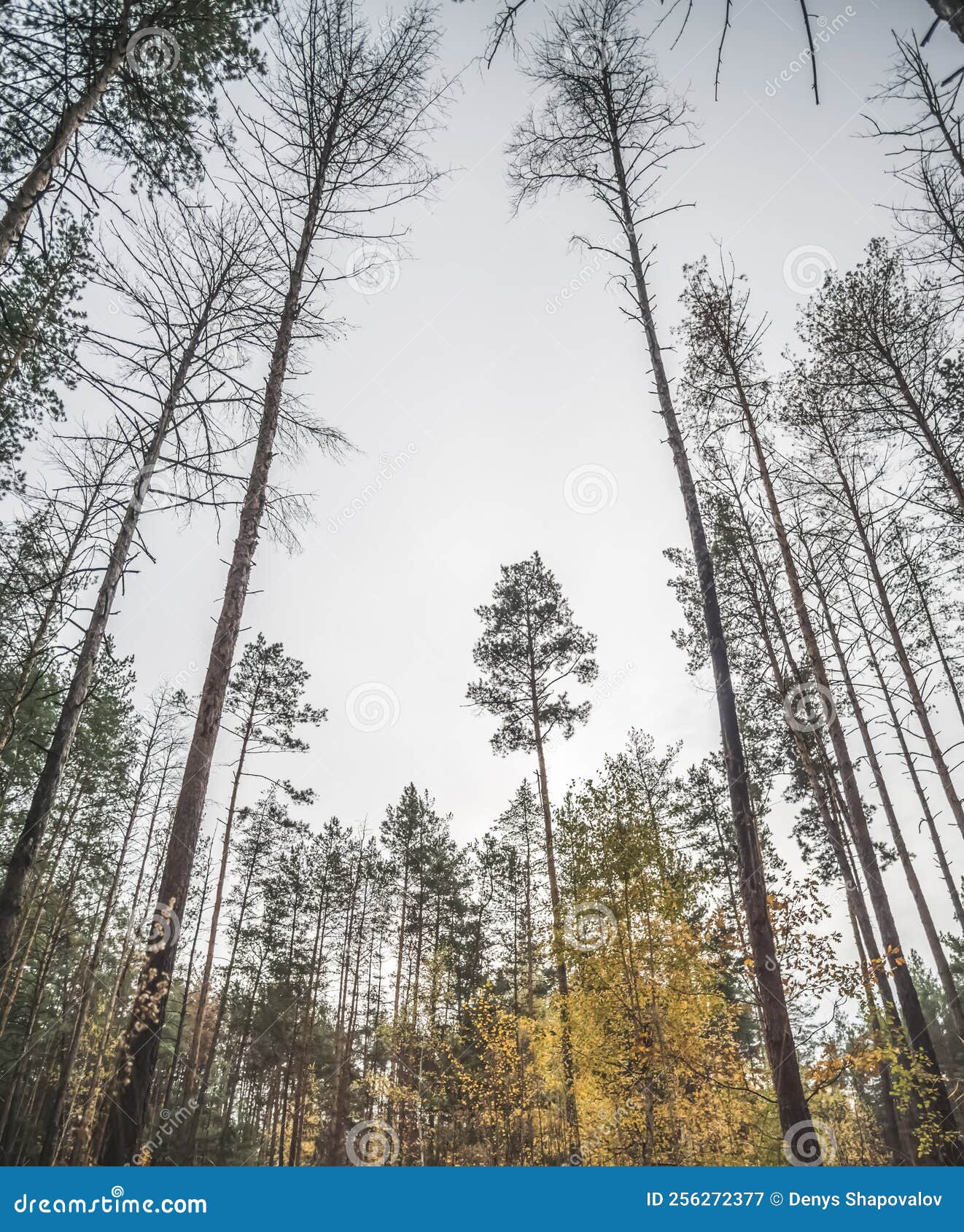 Vertical Tree Trunks of a Pine Forest Rush into the Cloudy Sky, and ...