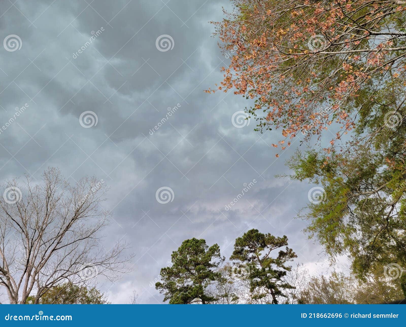 Vertical treeline shot 3 stock photo. Image of nature - 218662696