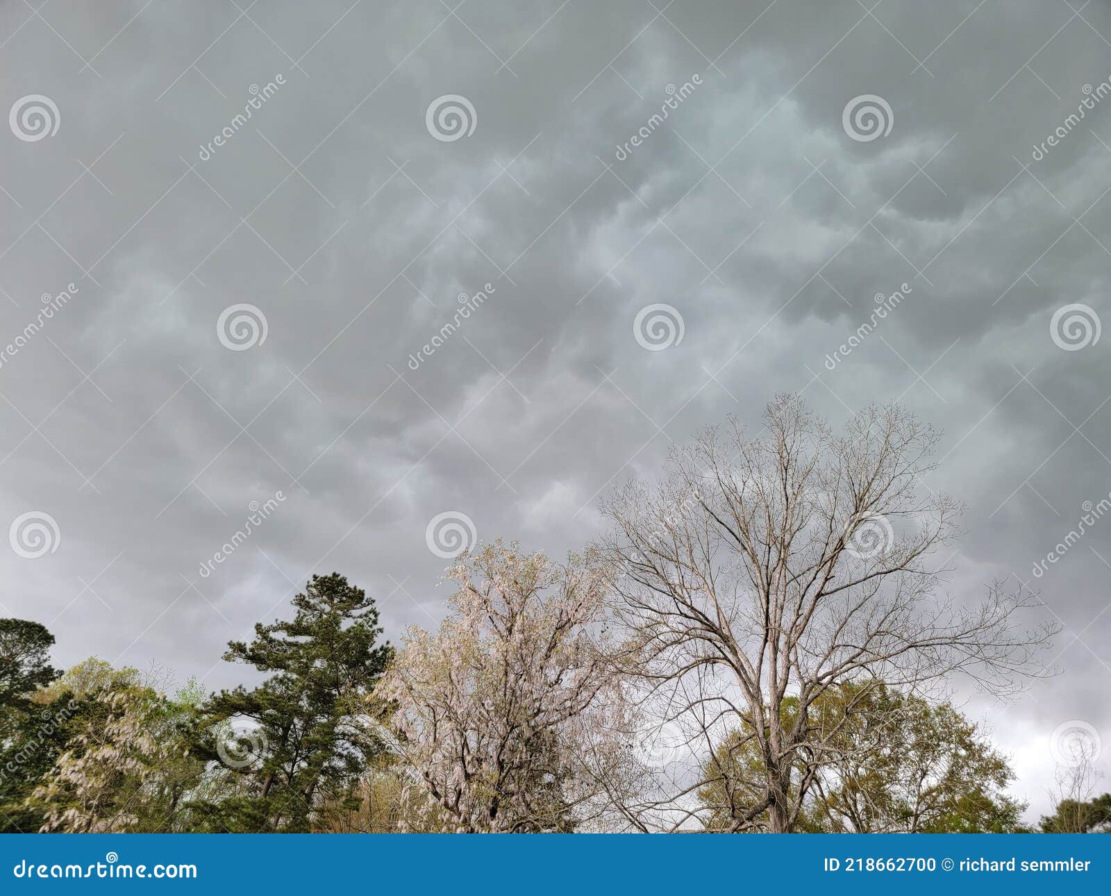 Vertical treeline shot 4 stock photo. Image of branch - 218662700