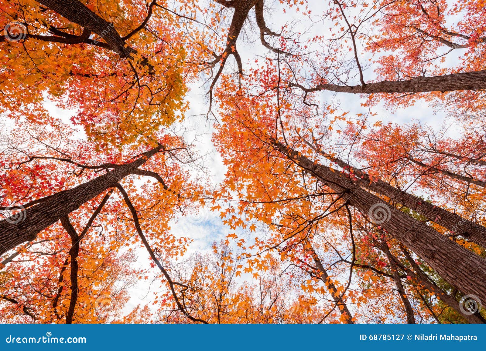 Vertical Trees stock image. Image of tree, season, leaves - 68785127